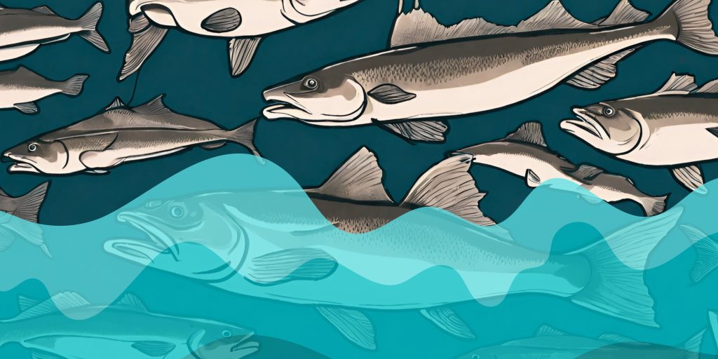 Is Northern cod on its way back from the brink? – The Independent