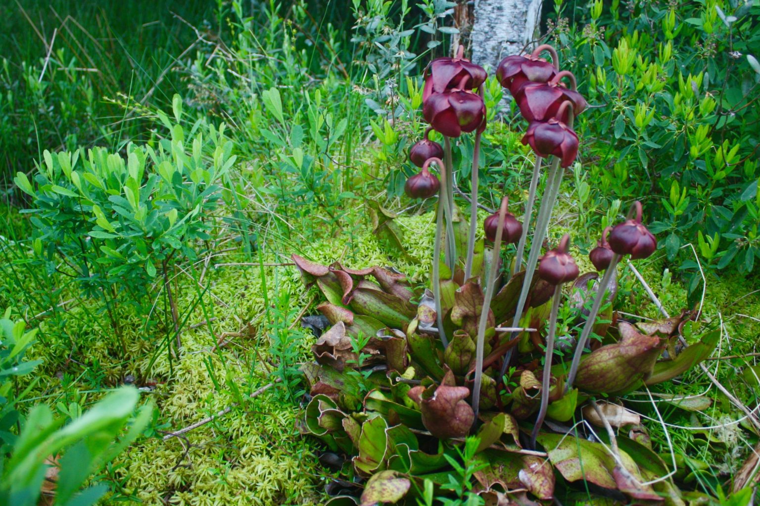 Lessons from the Pitcher Plant – The Independent