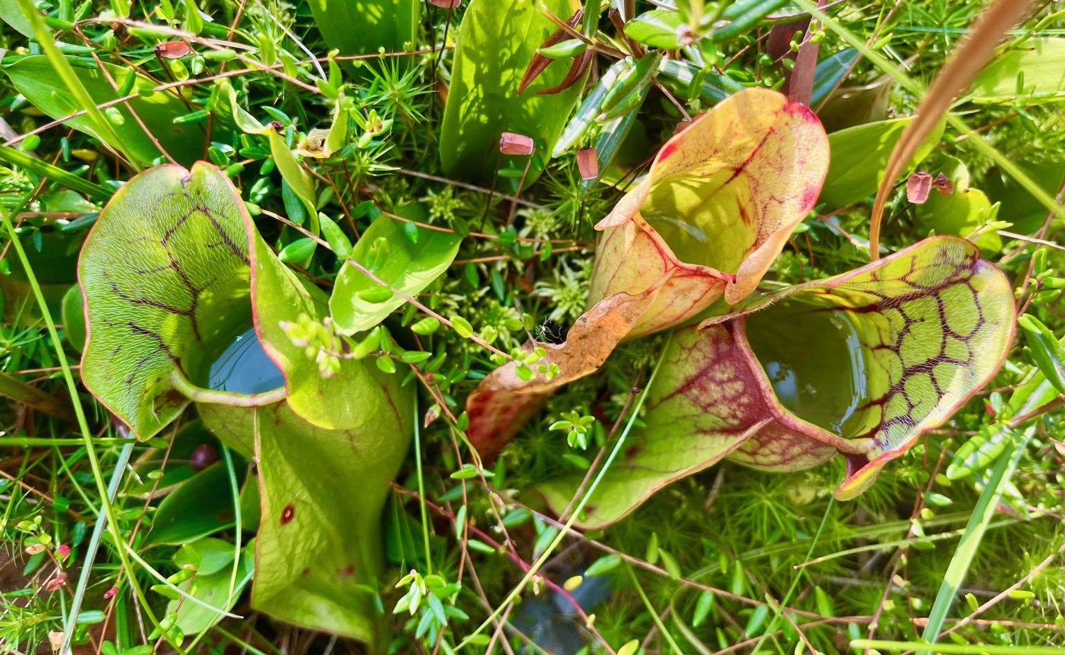Lessons from the Pitcher Plant – The Independent