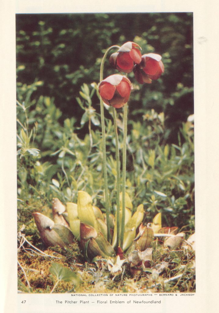 Lessons from the Pitcher Plant – The Independent