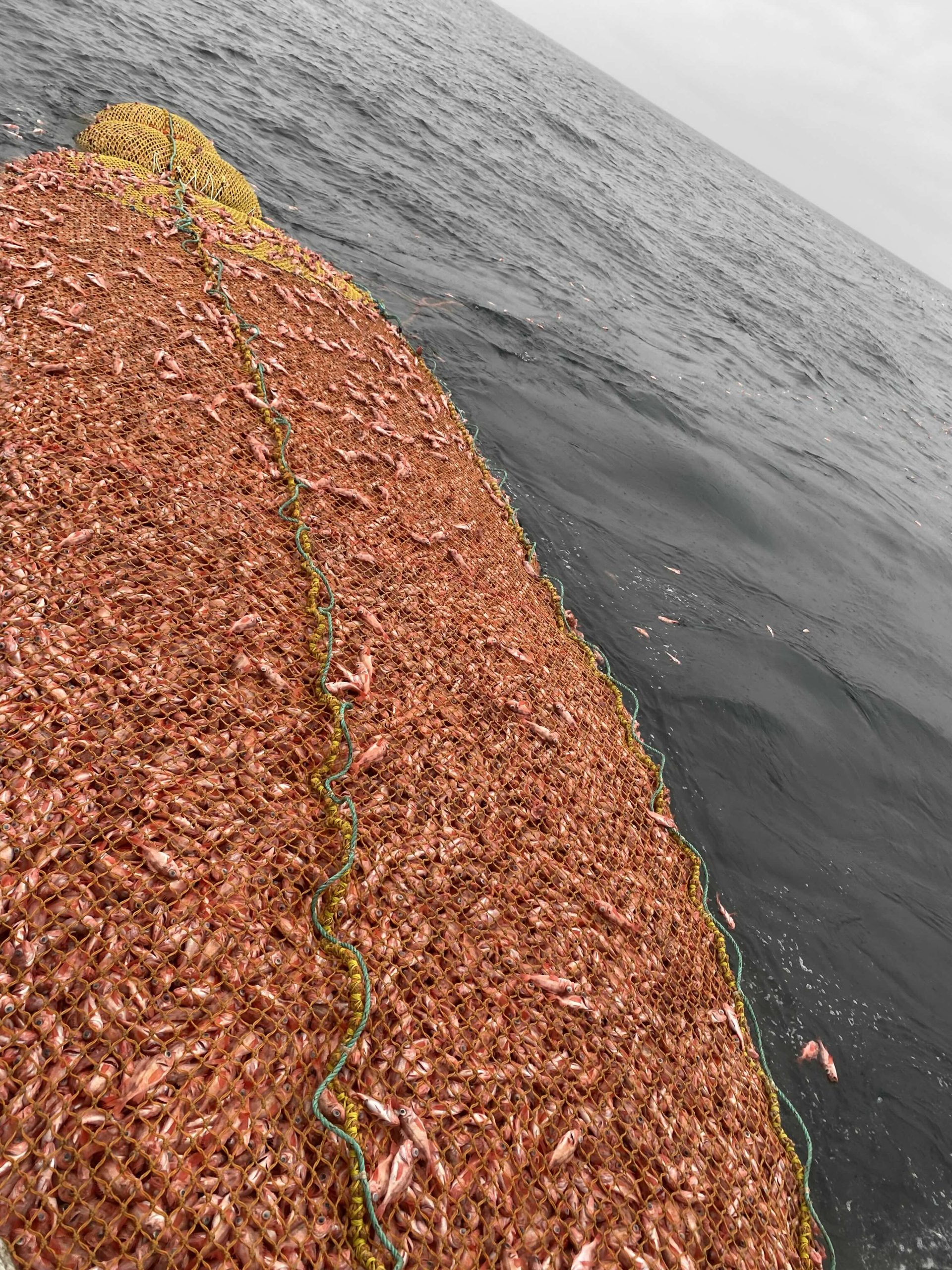 Commercial redfish fishery to reopen, but pending quota threatens to ...